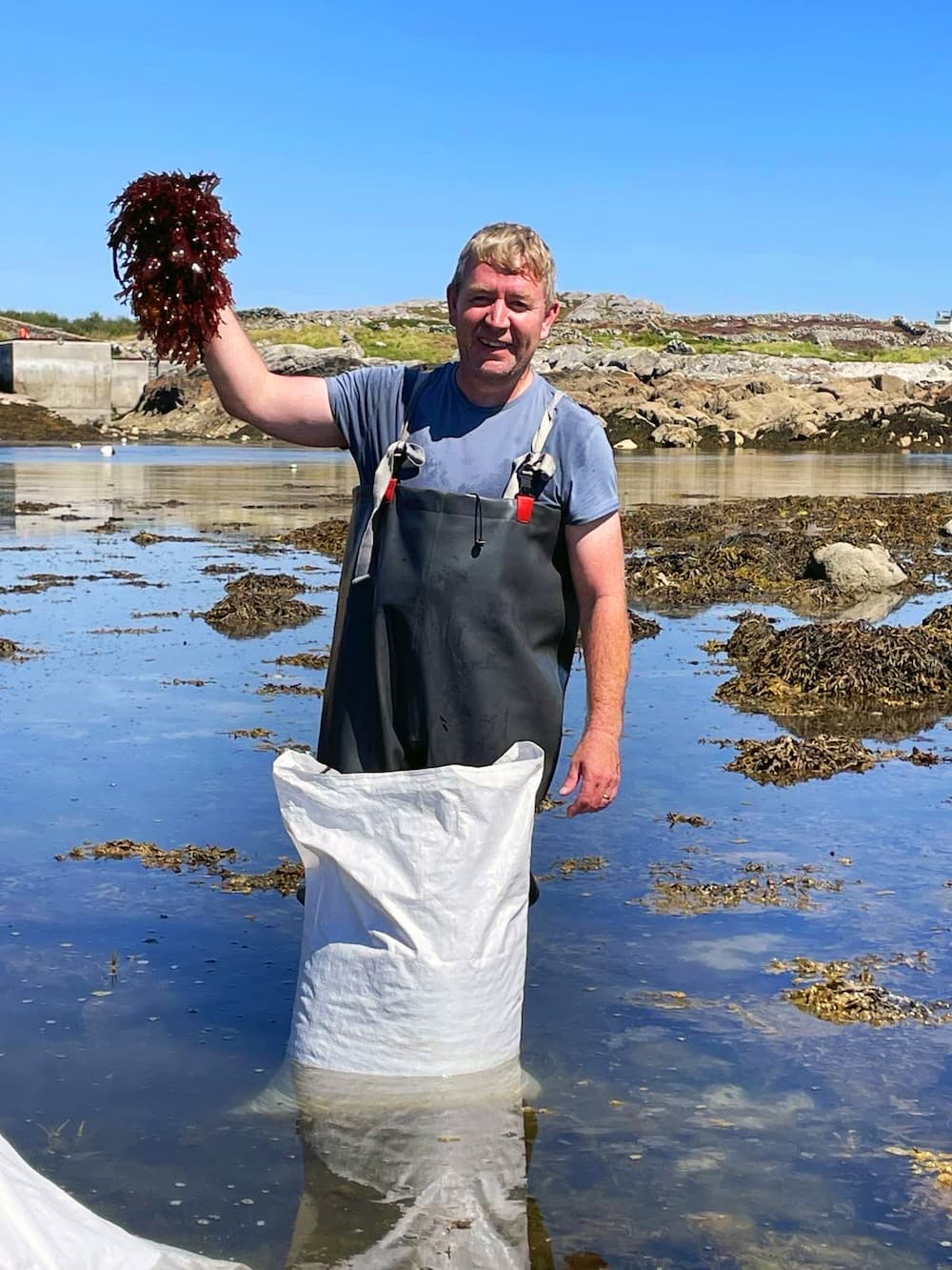 Certified Dulse – Island Seaweed